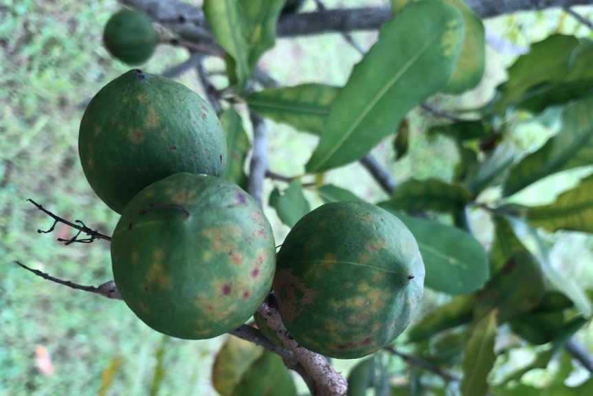 Macadamia tree shaking replaces fungicides