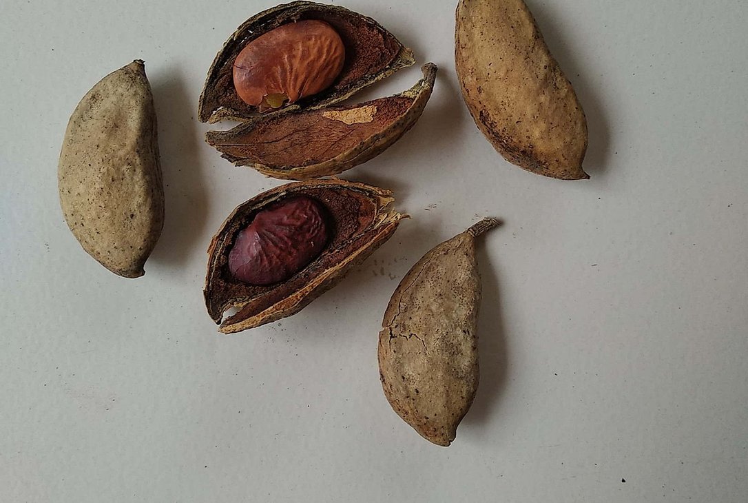 Potential of pongamia as renewable fuel