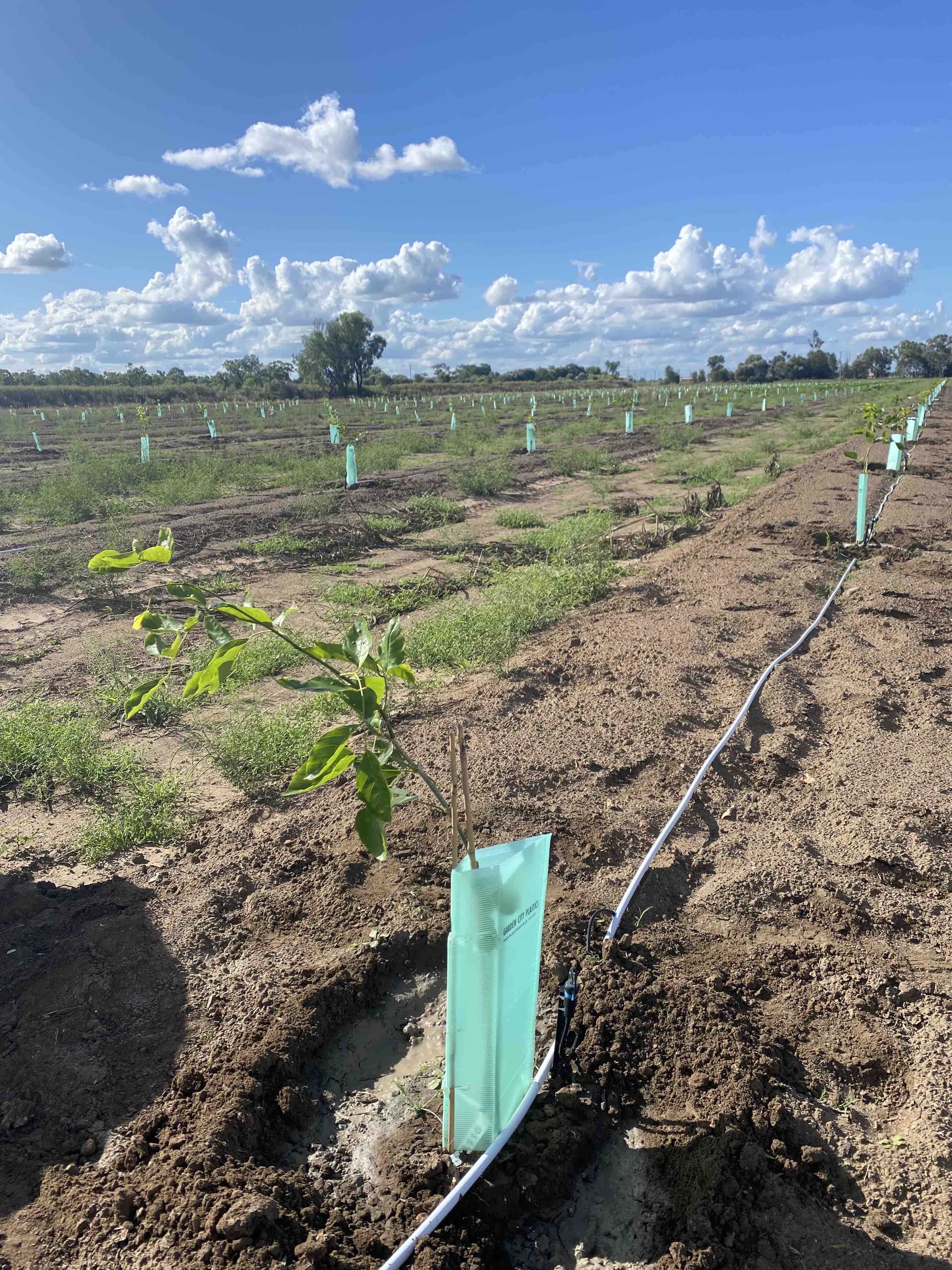 Qld trial tests value of climate-smart Pongamia