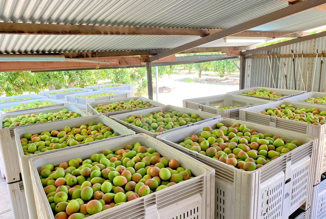 New project to boost mango exports to the USA