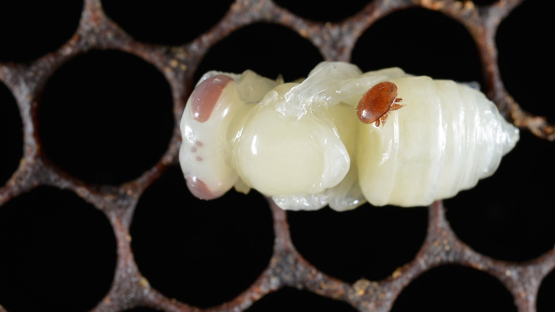 Work on Varroa pesticide under way in Australia