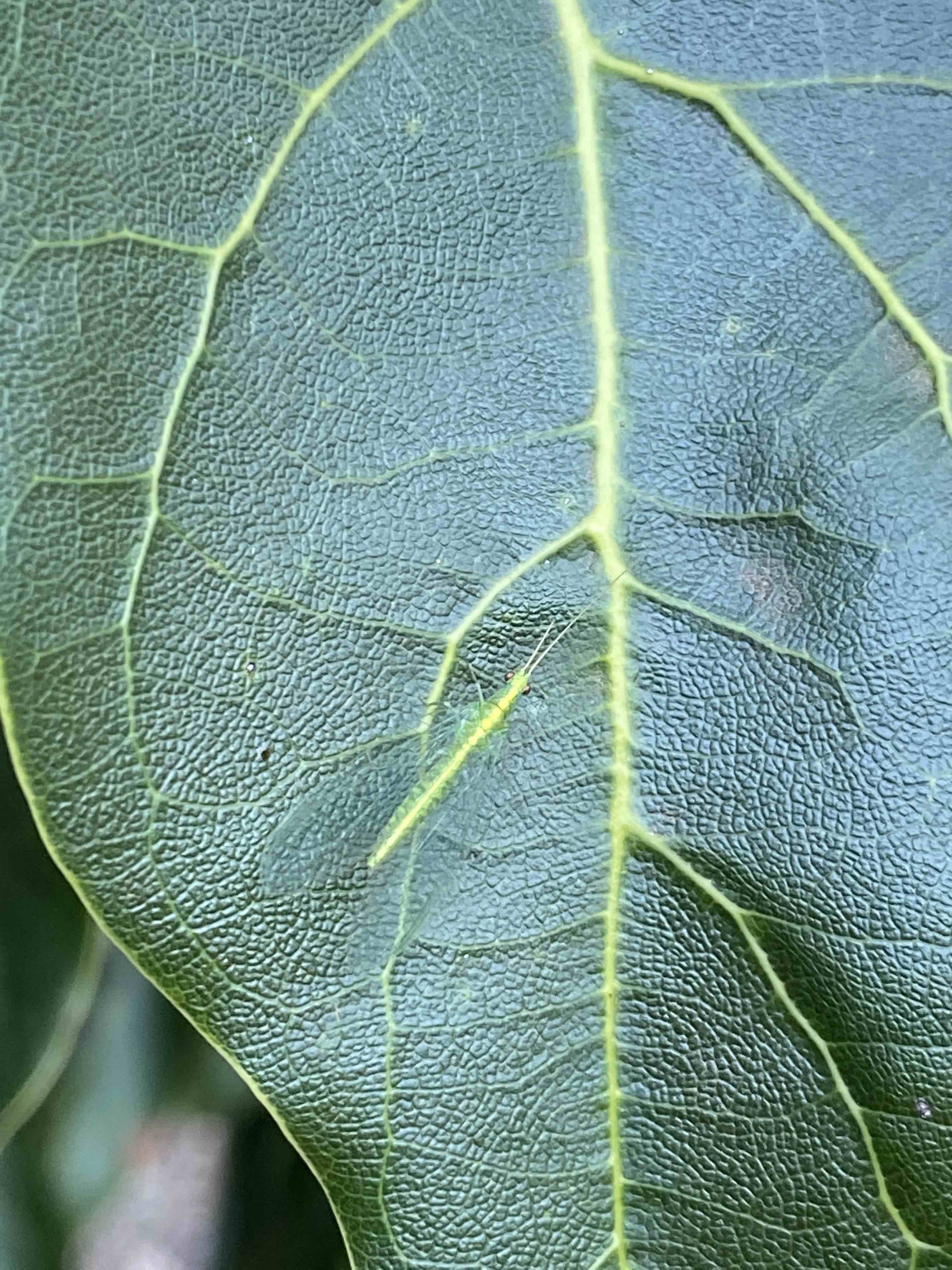 Safely control fruit spotting bug with Trivor