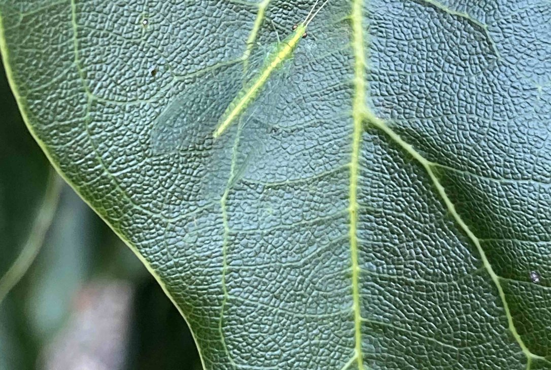 Safely control fruit spotting bug with Trivor