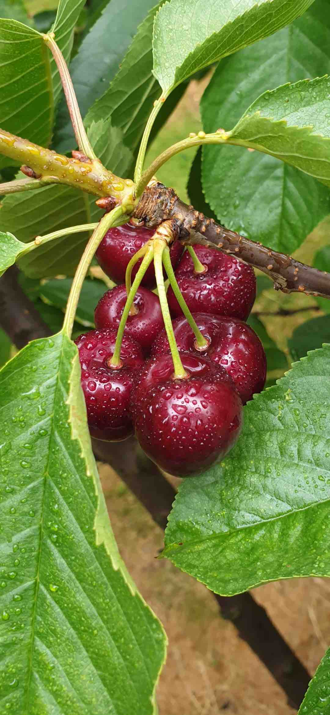 Premio for premium cherries