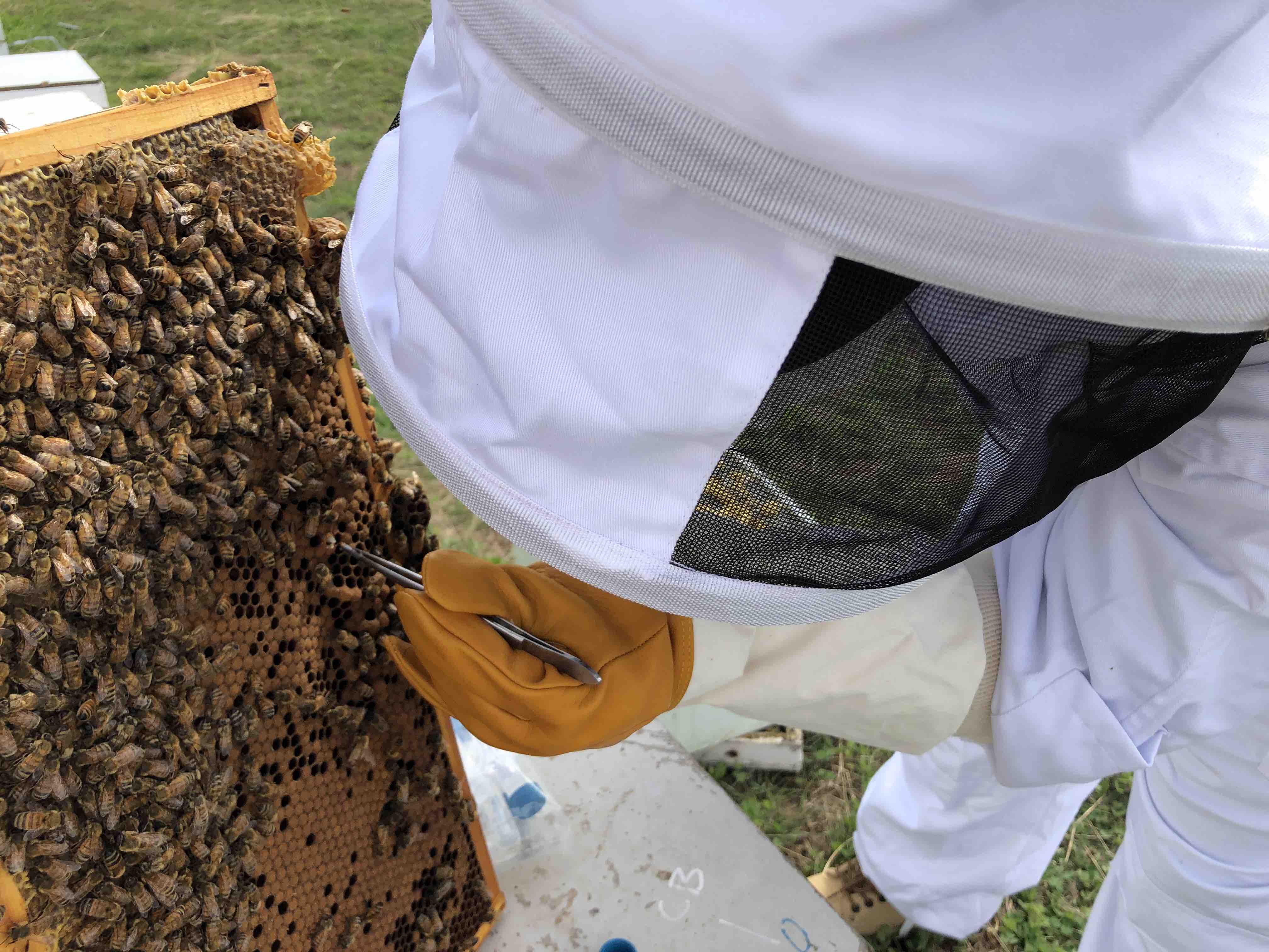 Free genetic testing for Australian bee breeders