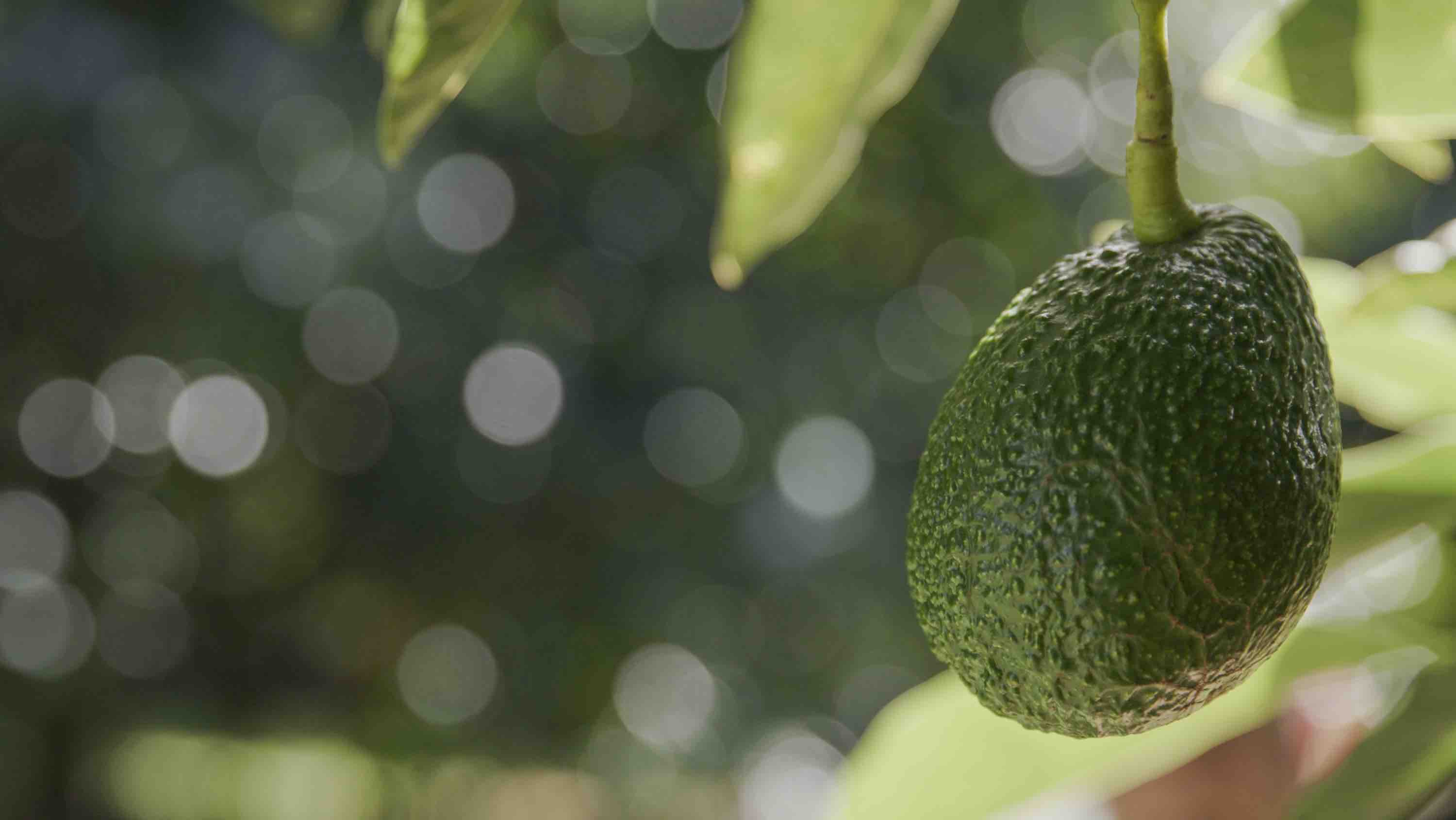 Luna Sensation provides avocado disease control