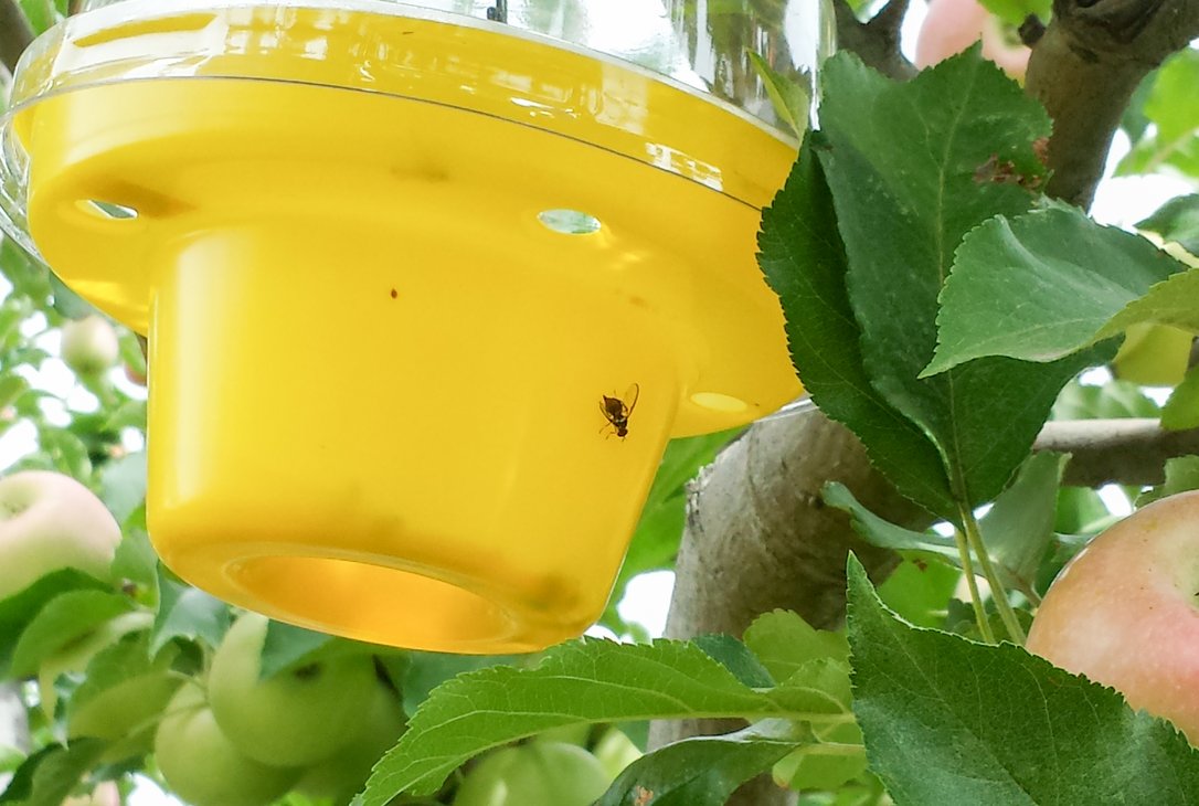 Clean, easy monitoring of insect pests