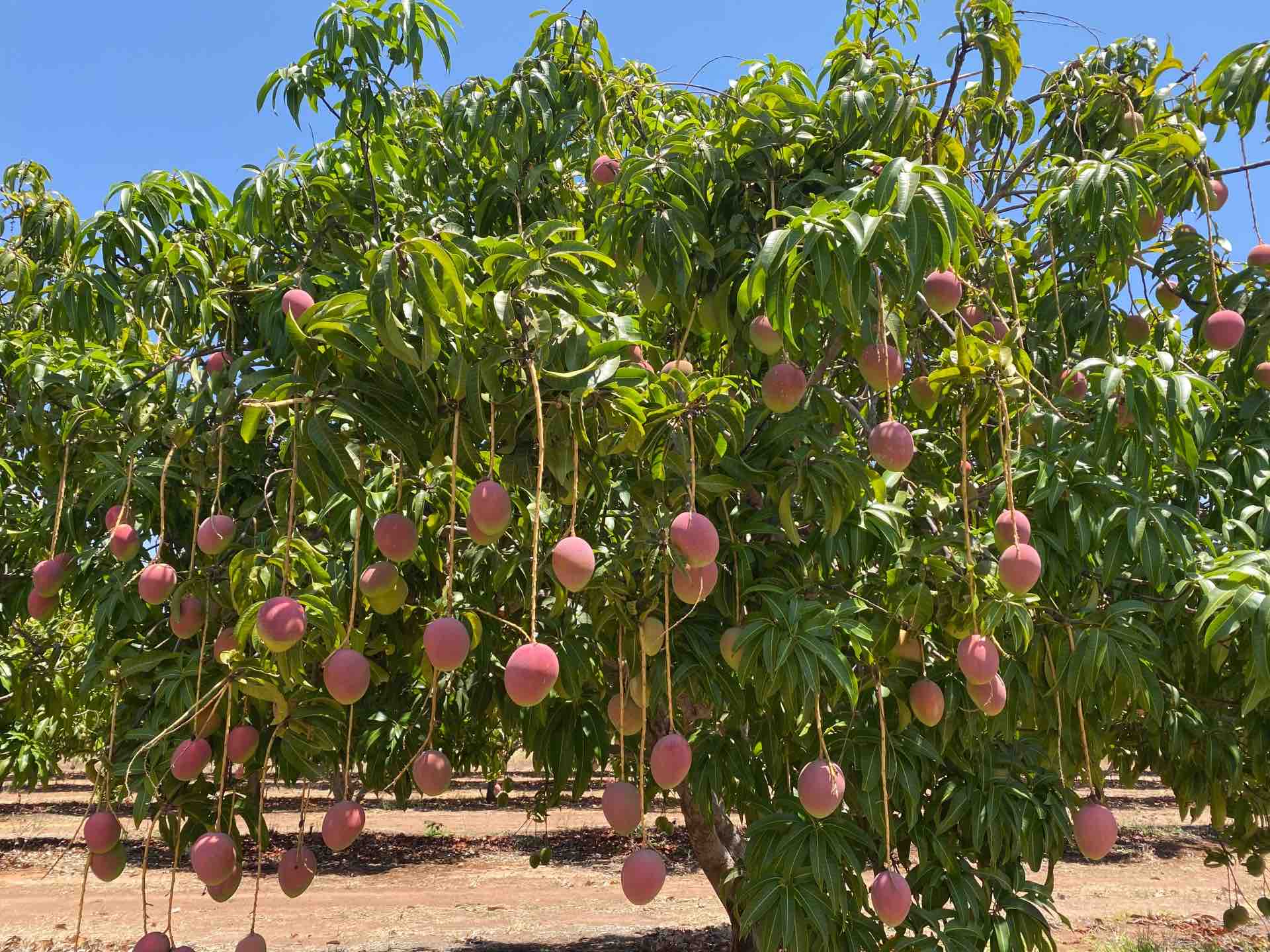 Mango supply chain initiative to benefit growers