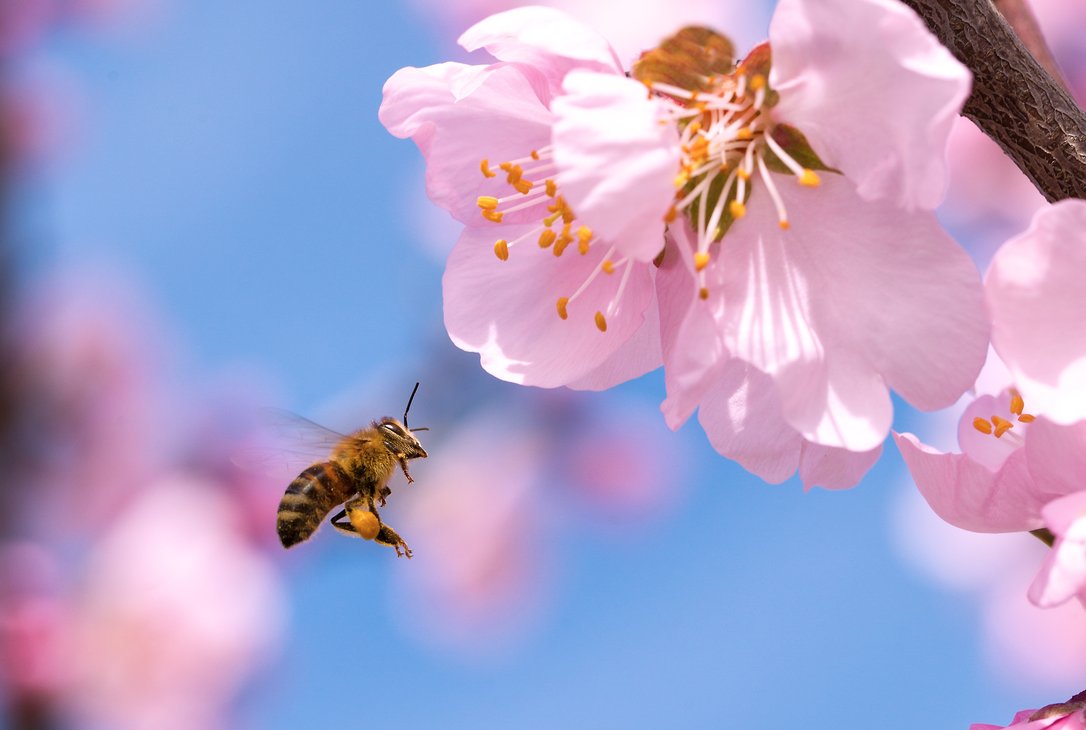 It’s easier than ever to ‘BeeConnected’