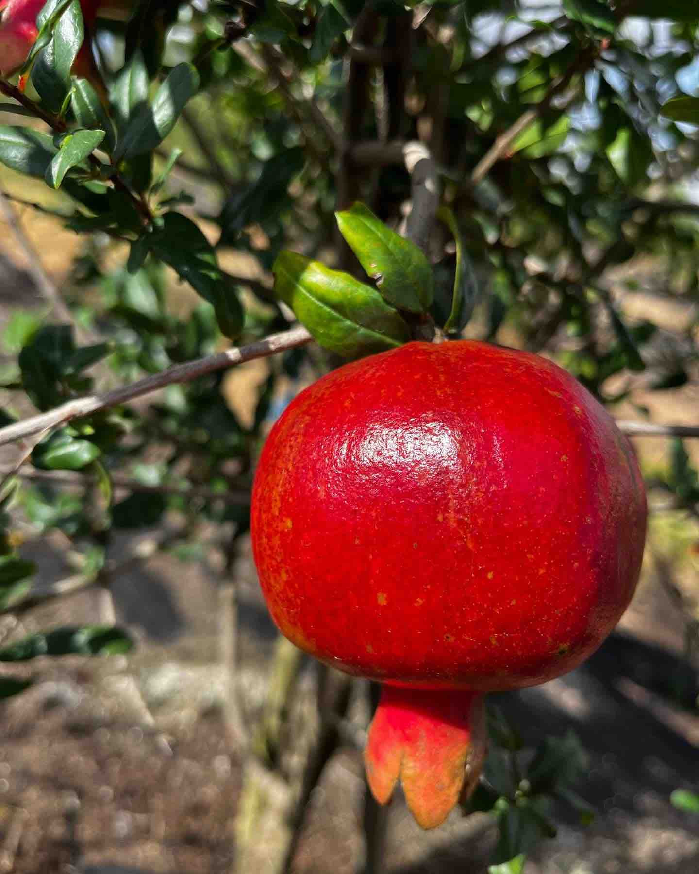 Pomegranates – new crop for North Queensland