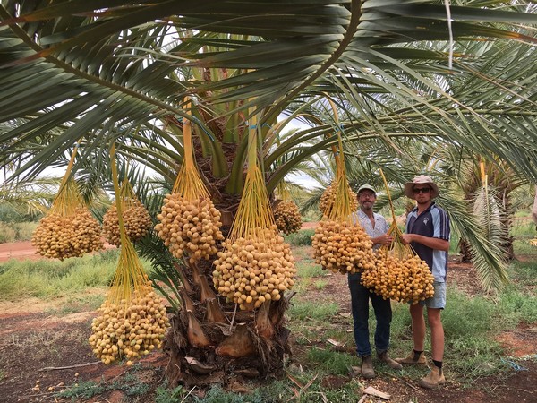 Grant boosts future of Australian grown dates