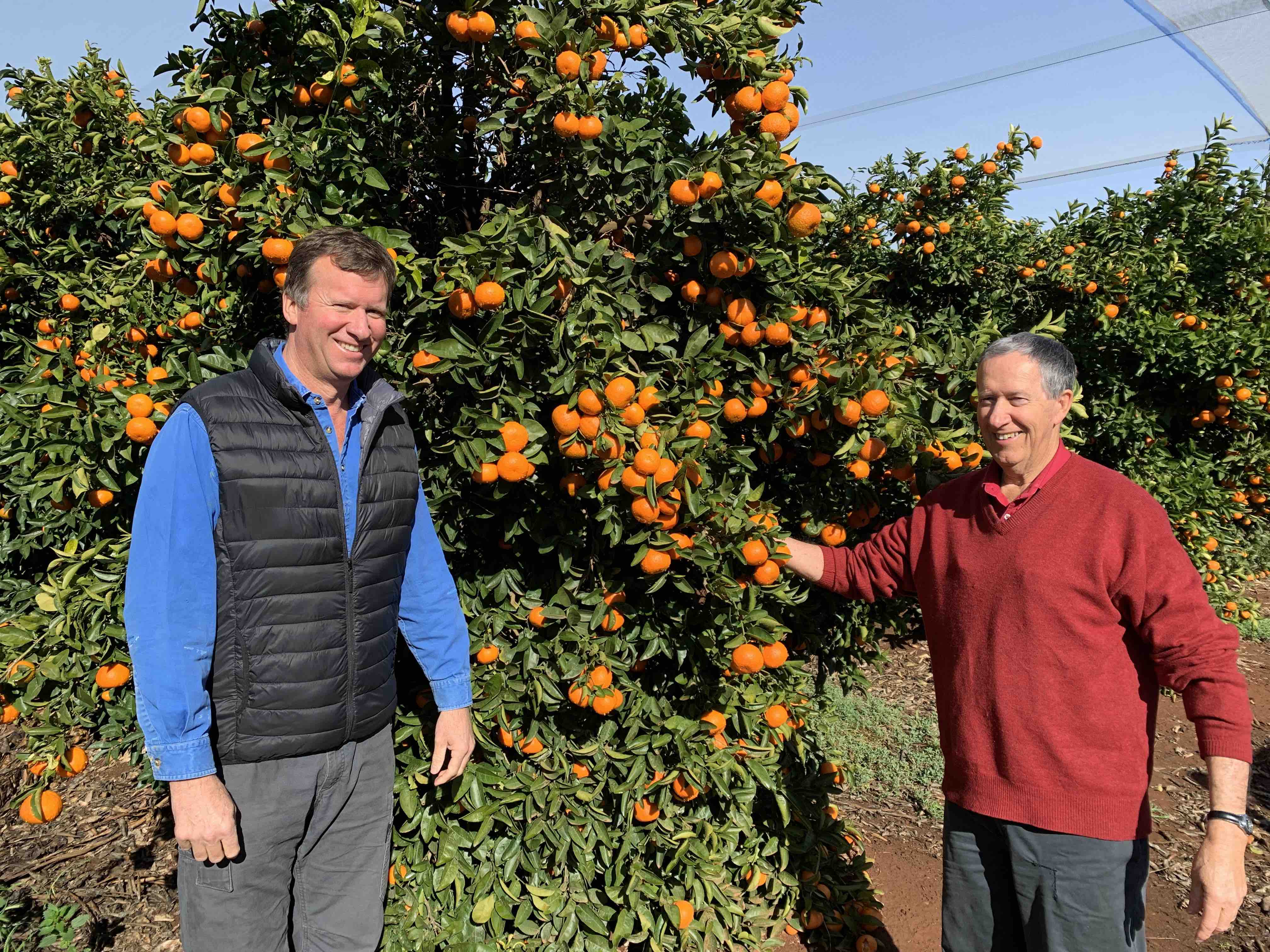 New Season Delite mandarins
