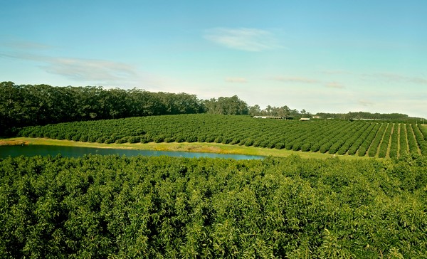 Research delivers damage-free avocados