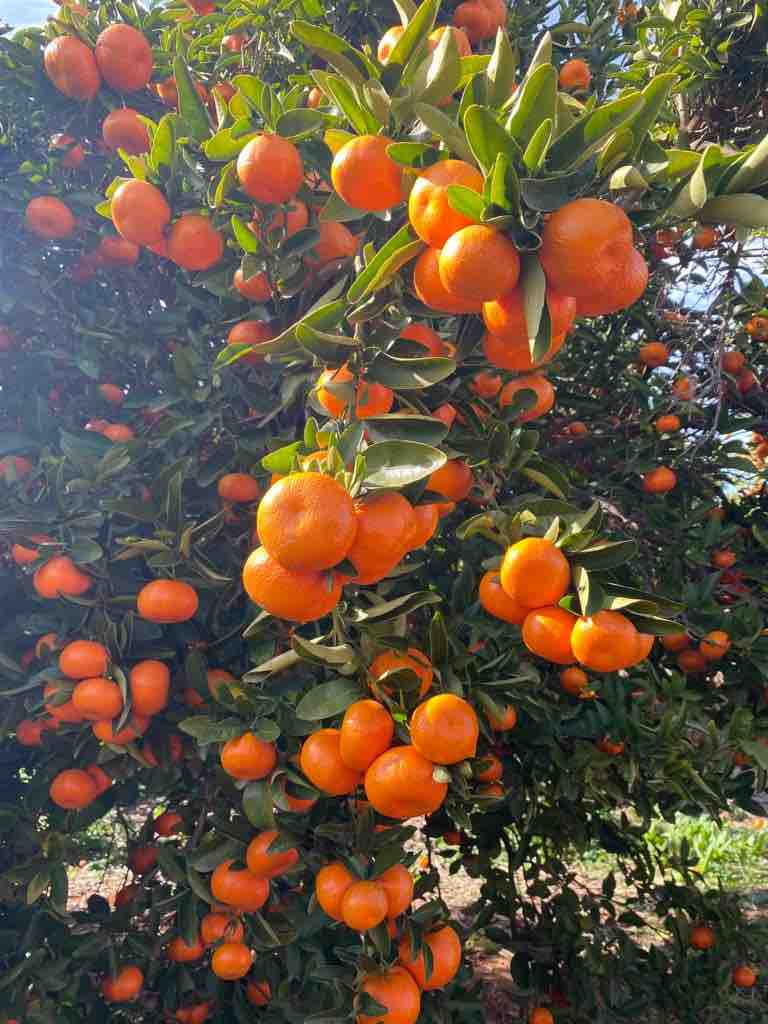 Major milestone for Delite Mandarins