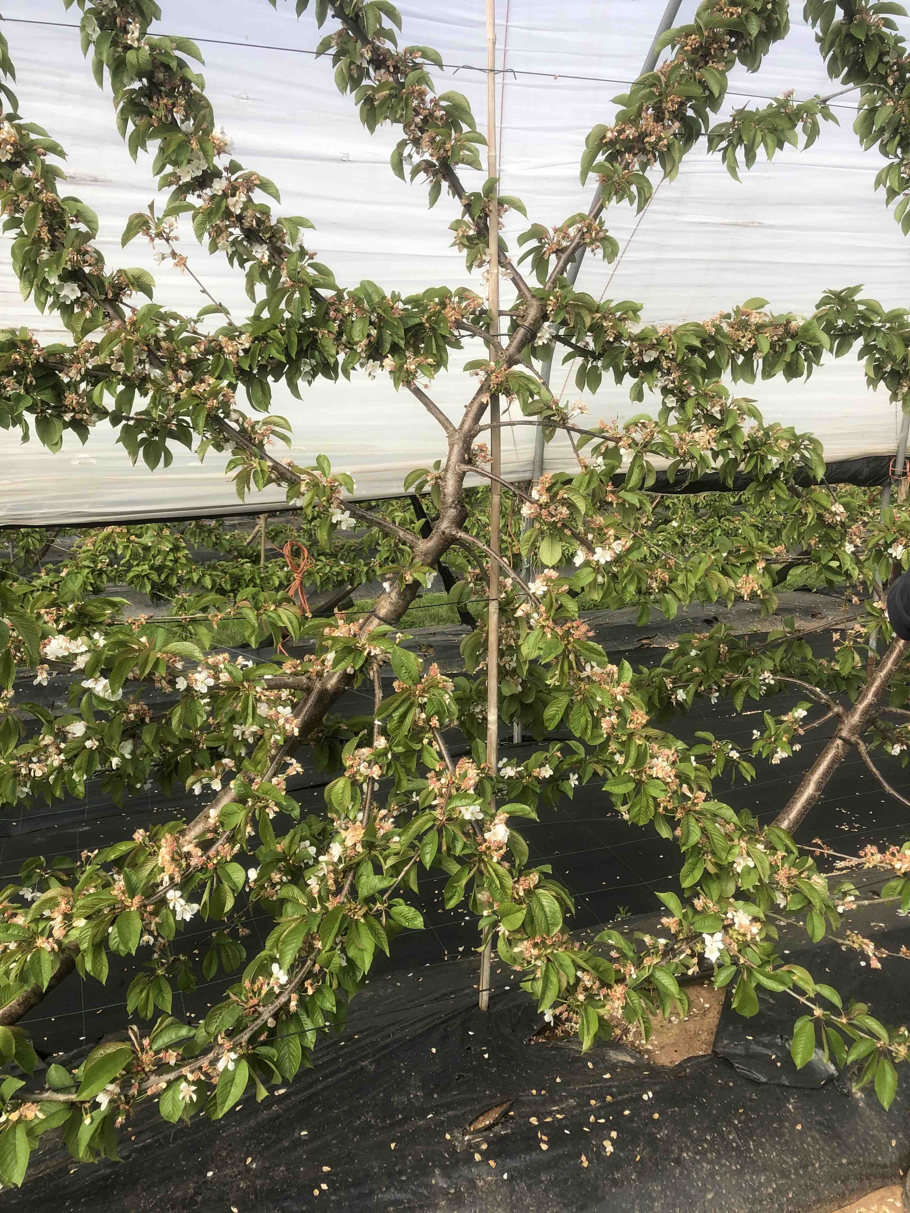 Drapeau-Lehner 2D wall system advantages