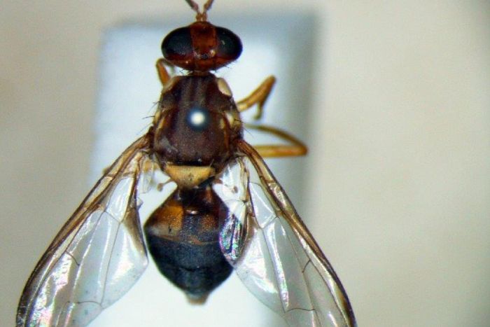 Fruit fly larvae reach Tasmanian shores on a Queensland mango