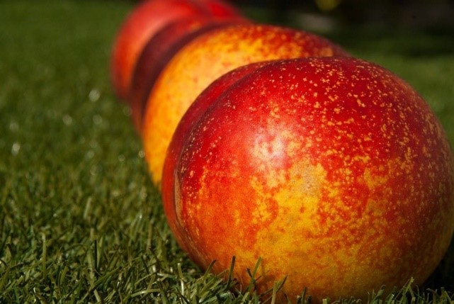 Stone fruit yields set to boom