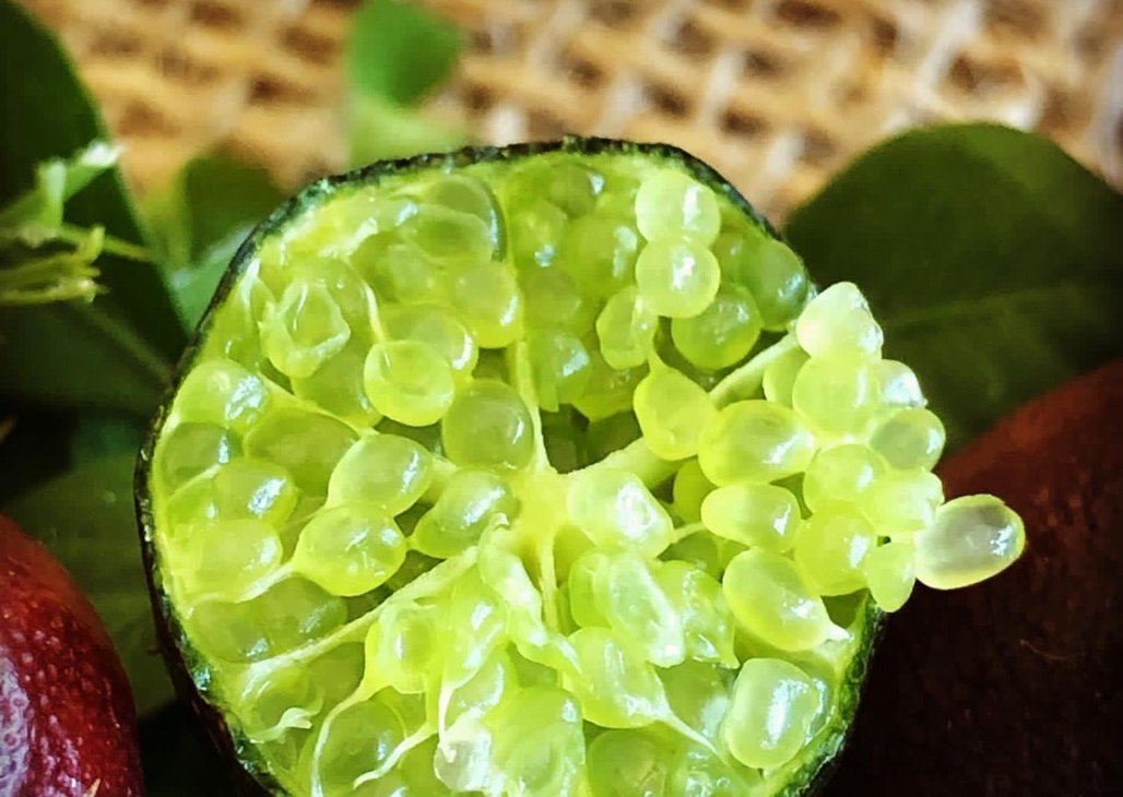 Australian native finger lime industry overview