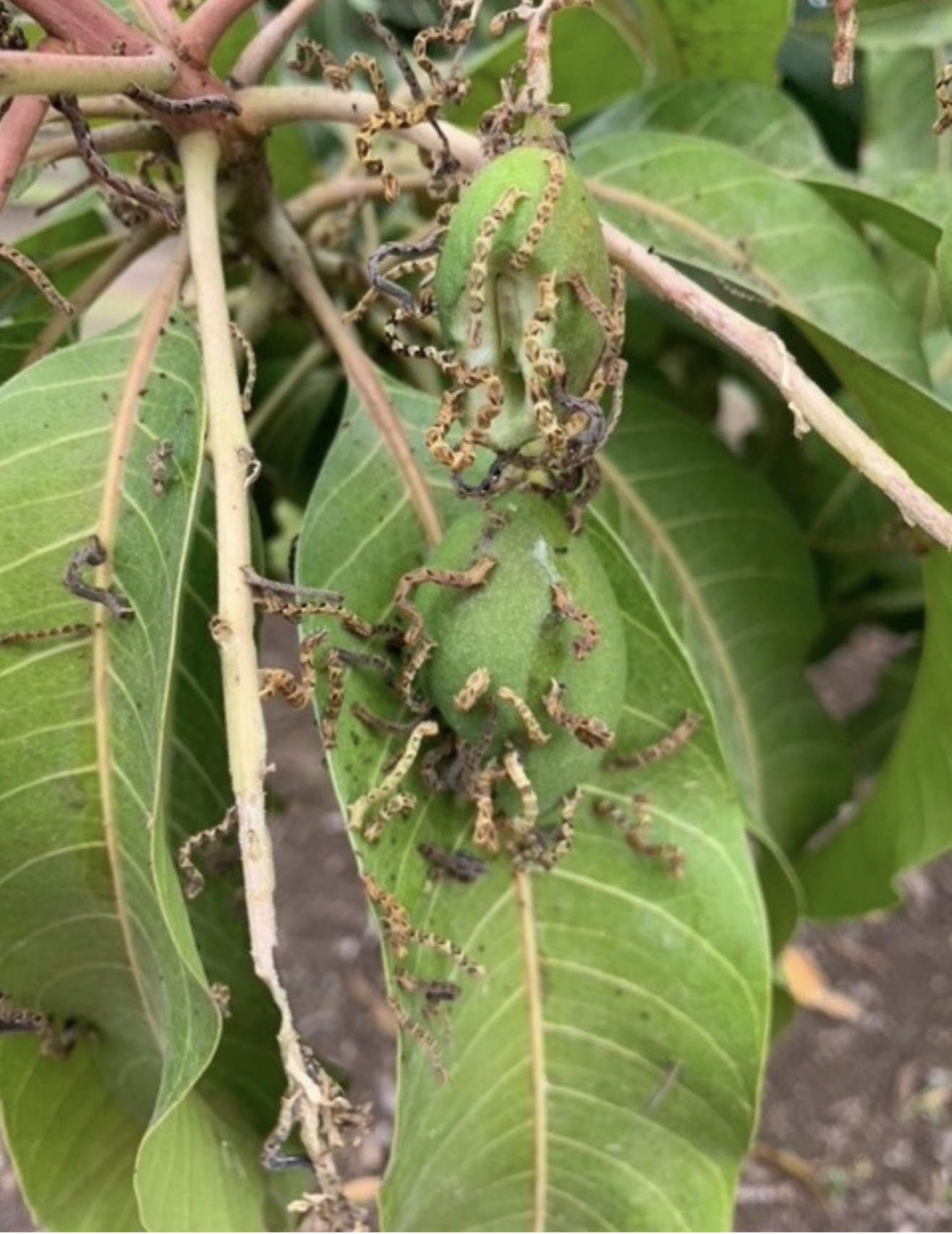 Mango shoot looper found in North Queensland