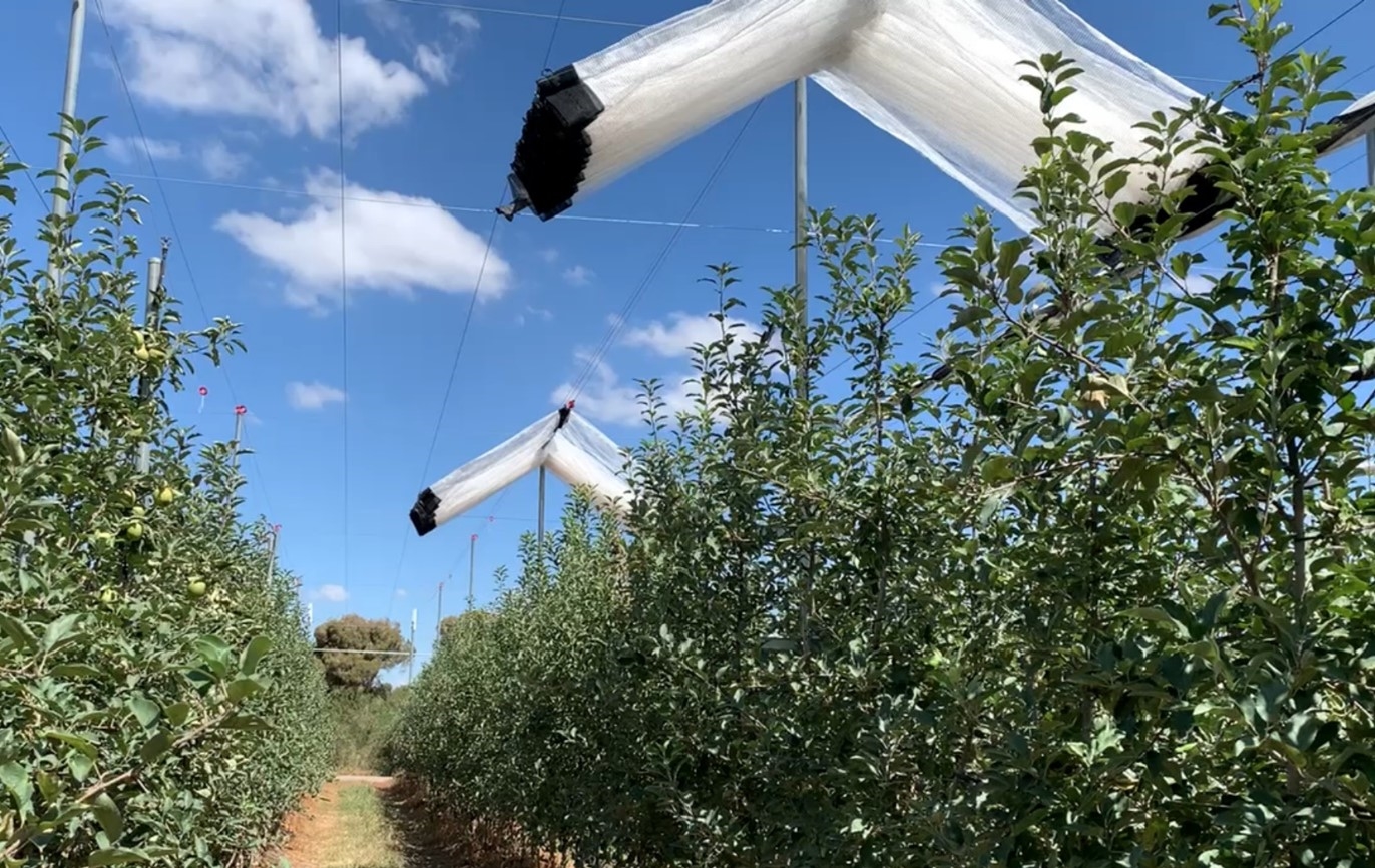 Netting, rain cover and solar innovations to protect orchard crops