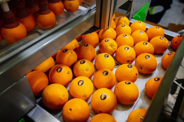High domestic and export demand for Australian citrus