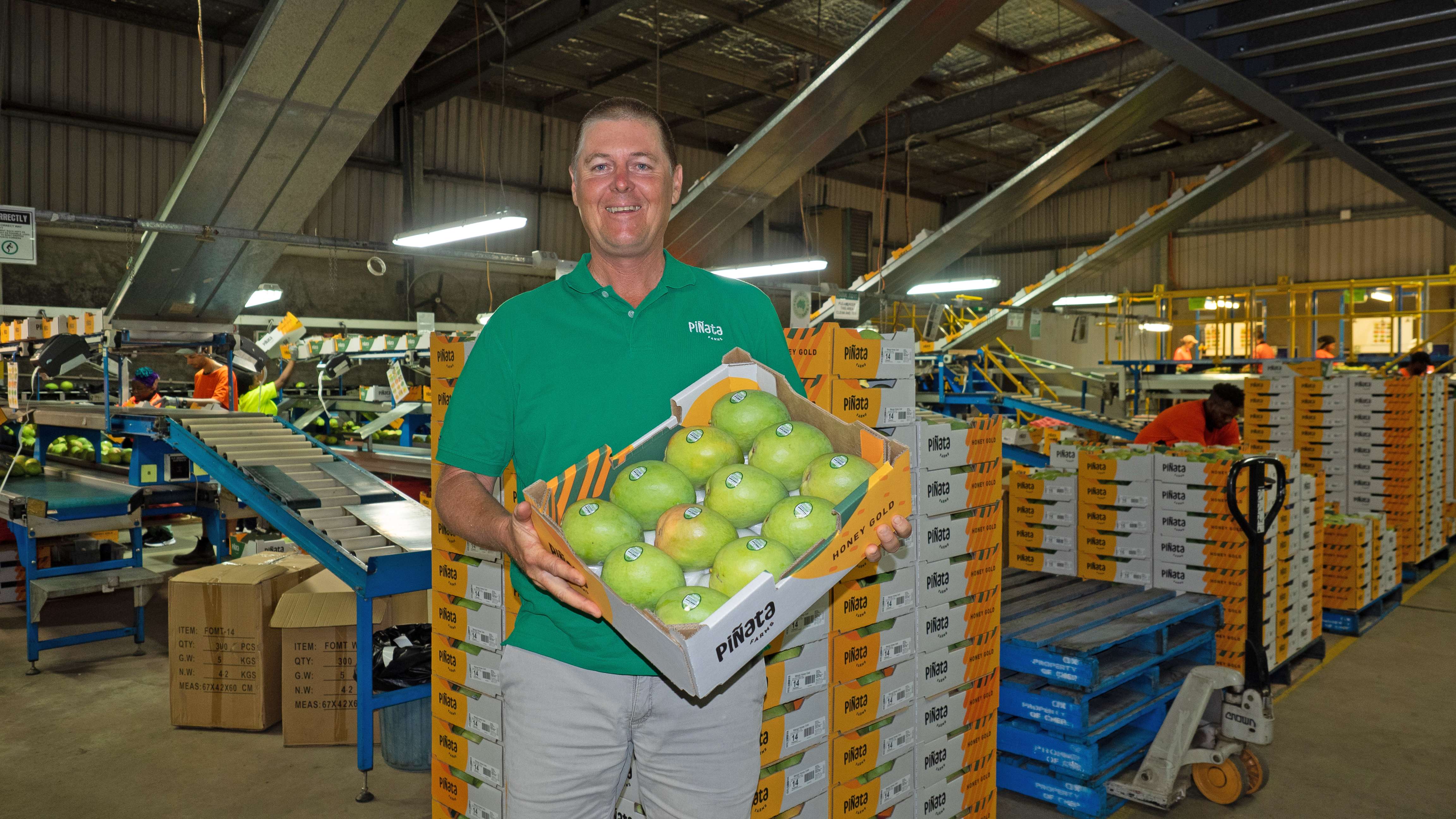 Piñata full of mango gold