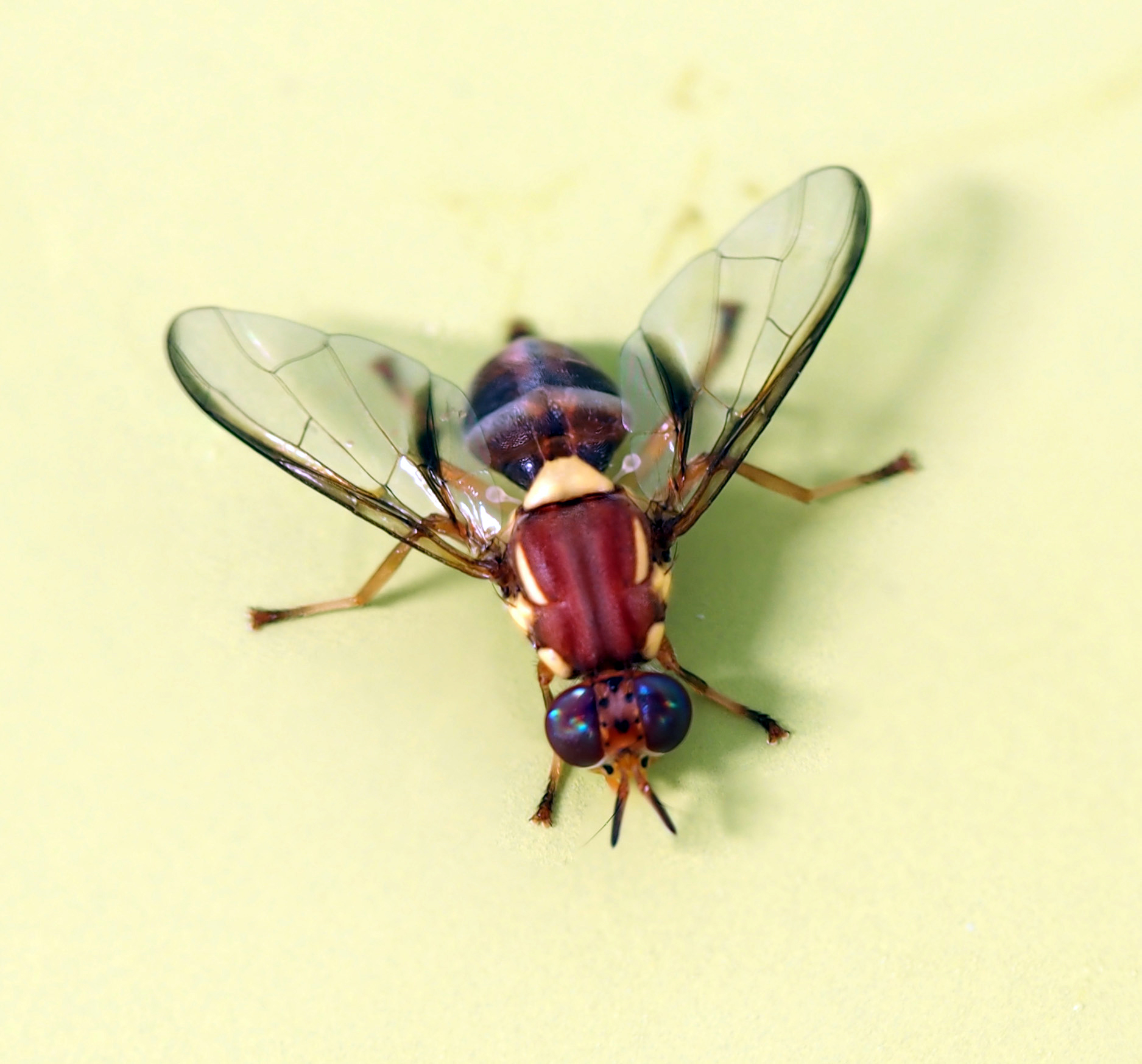 Imposter fruit fly!