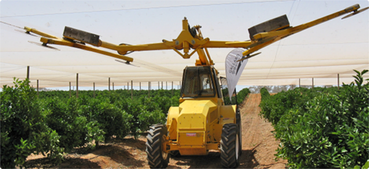 Pruning the kindest cut for citrus industry
