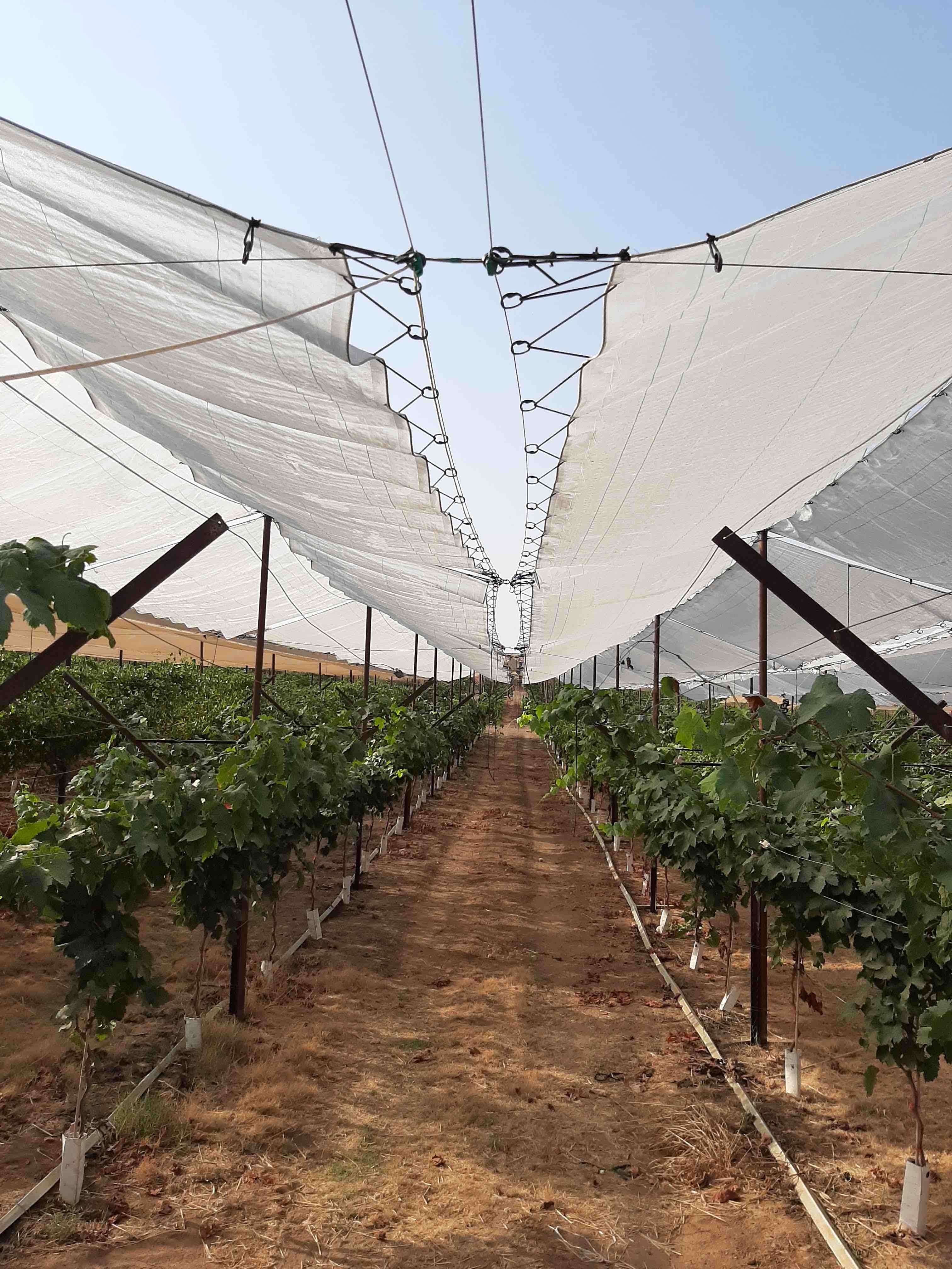 Retractable rain and hail shelters save crops