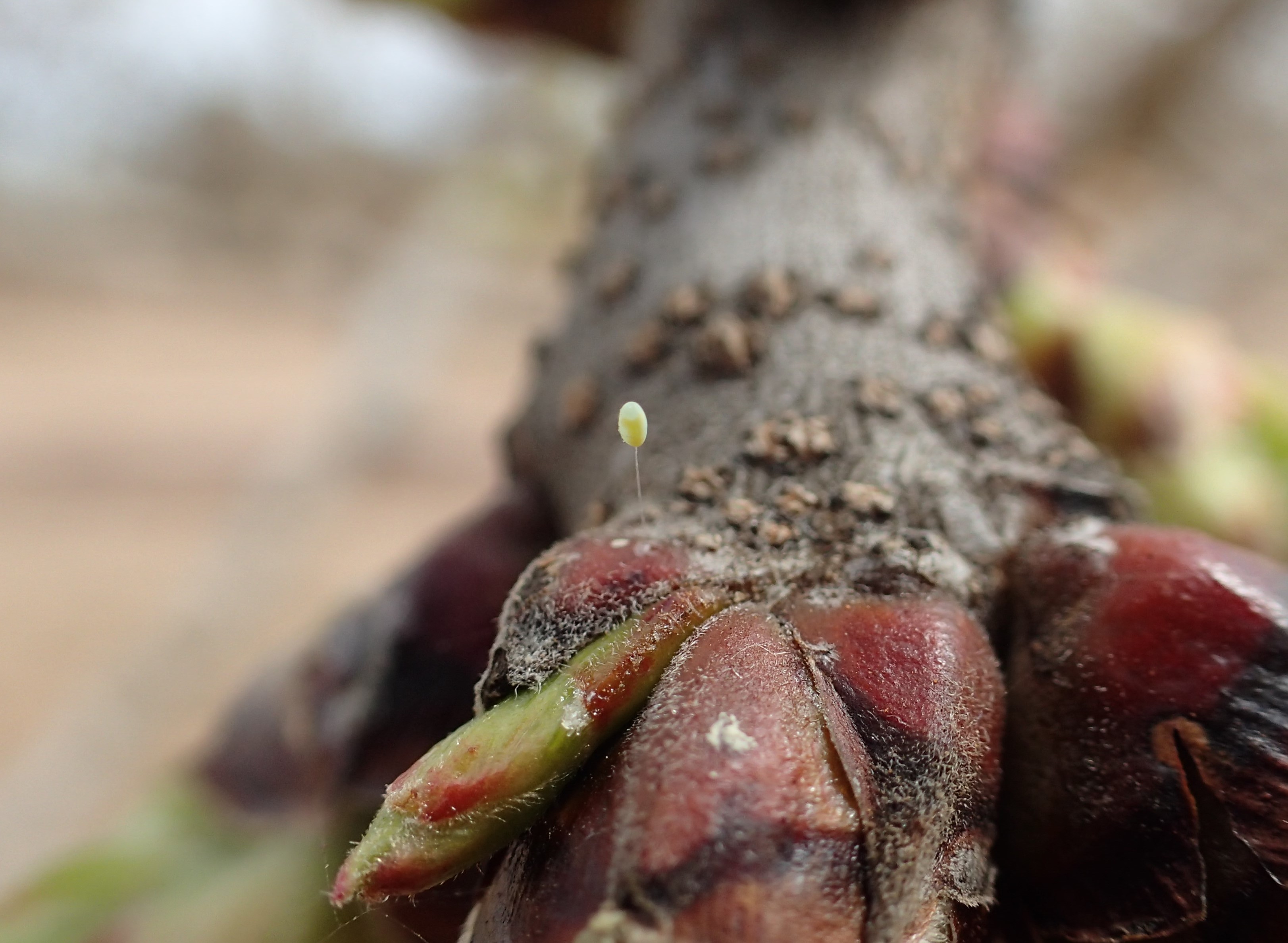 Managing pests and predators in pistachios
