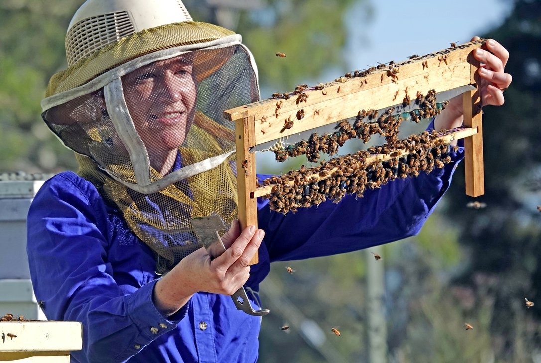 Plan Bee genetics program rolls on