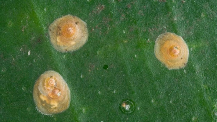 Living in the slow lane - scale insects