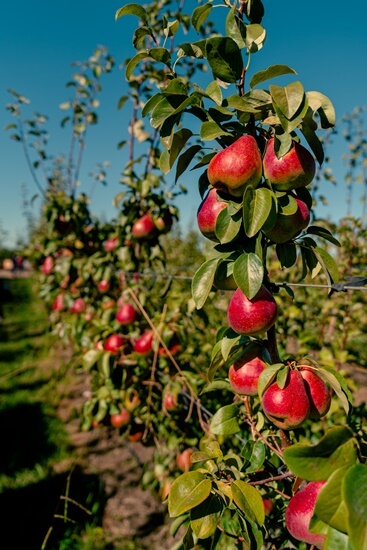 New season Ricó pears