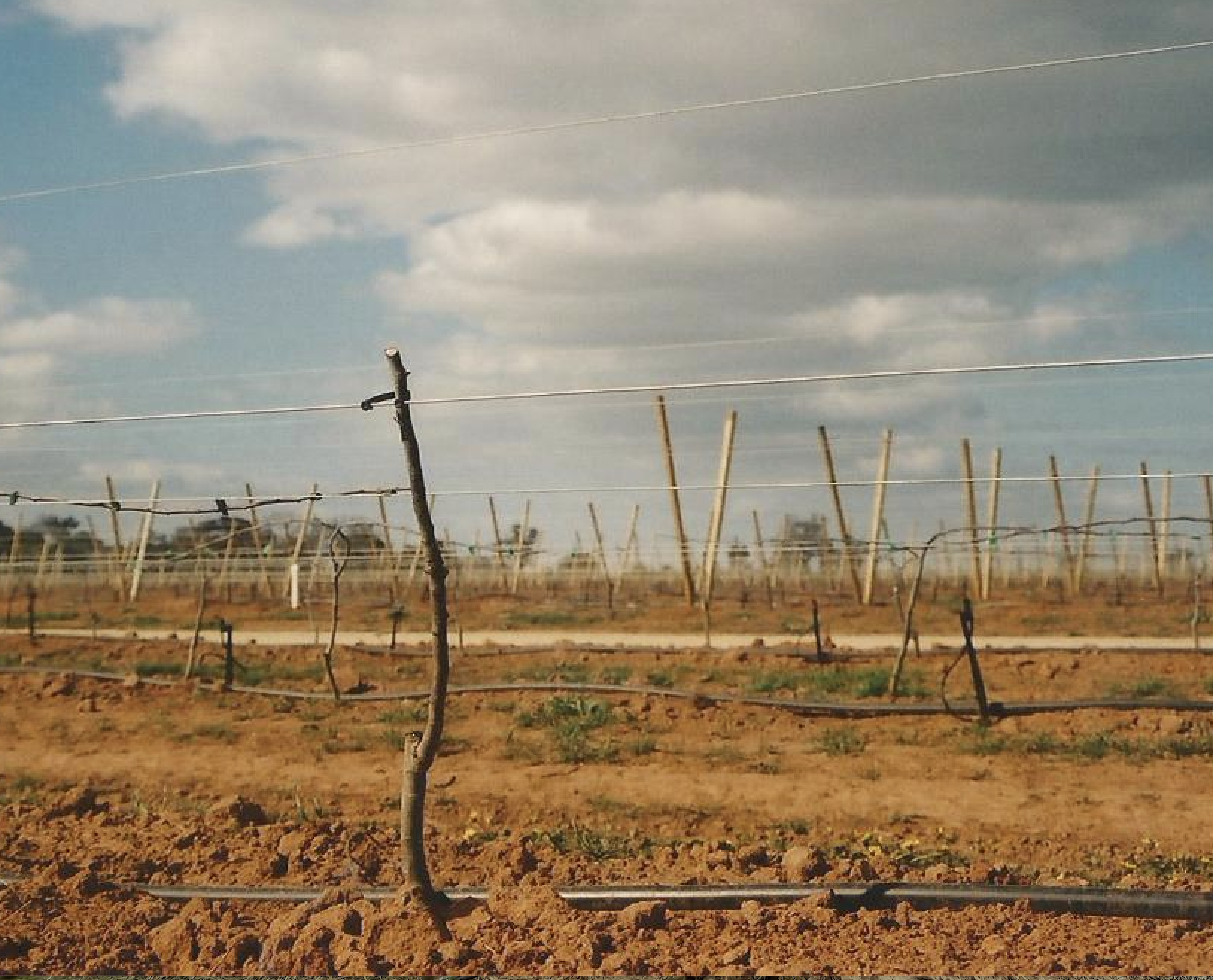 Early start essential to tame high-density pears
