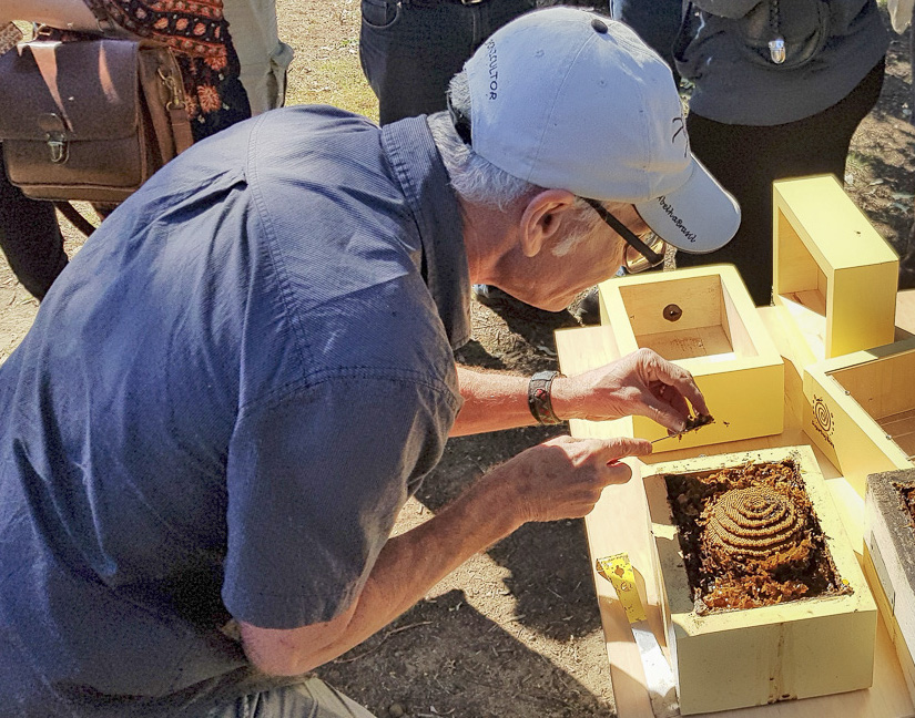 Harnessing native bee pollinators in tree crops