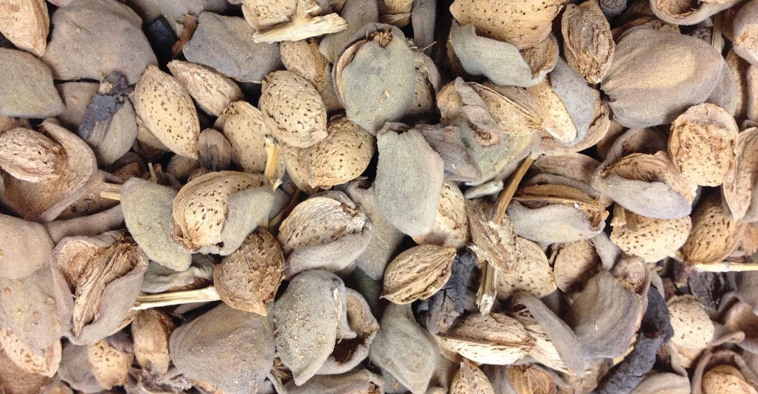 Promising research in recycling almond waste