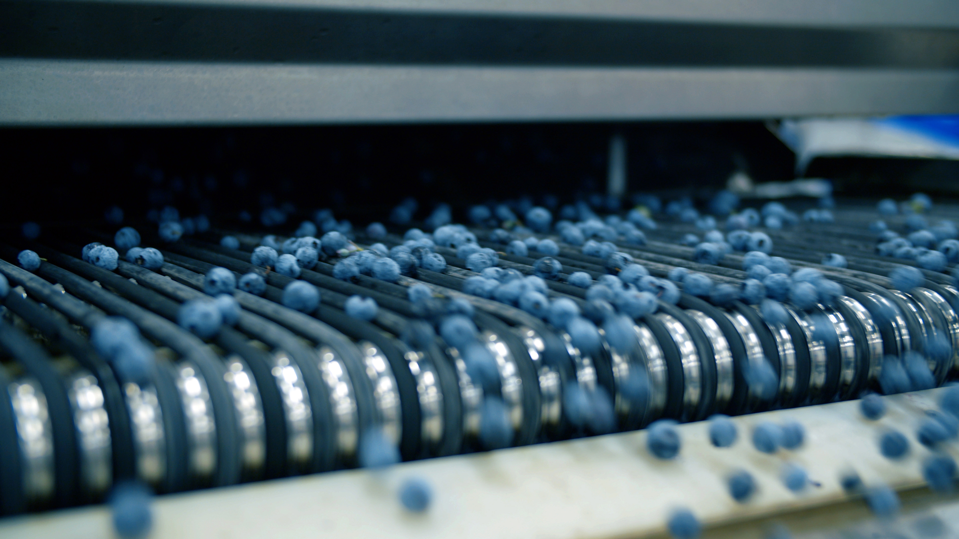 Neon lights up blueberry future