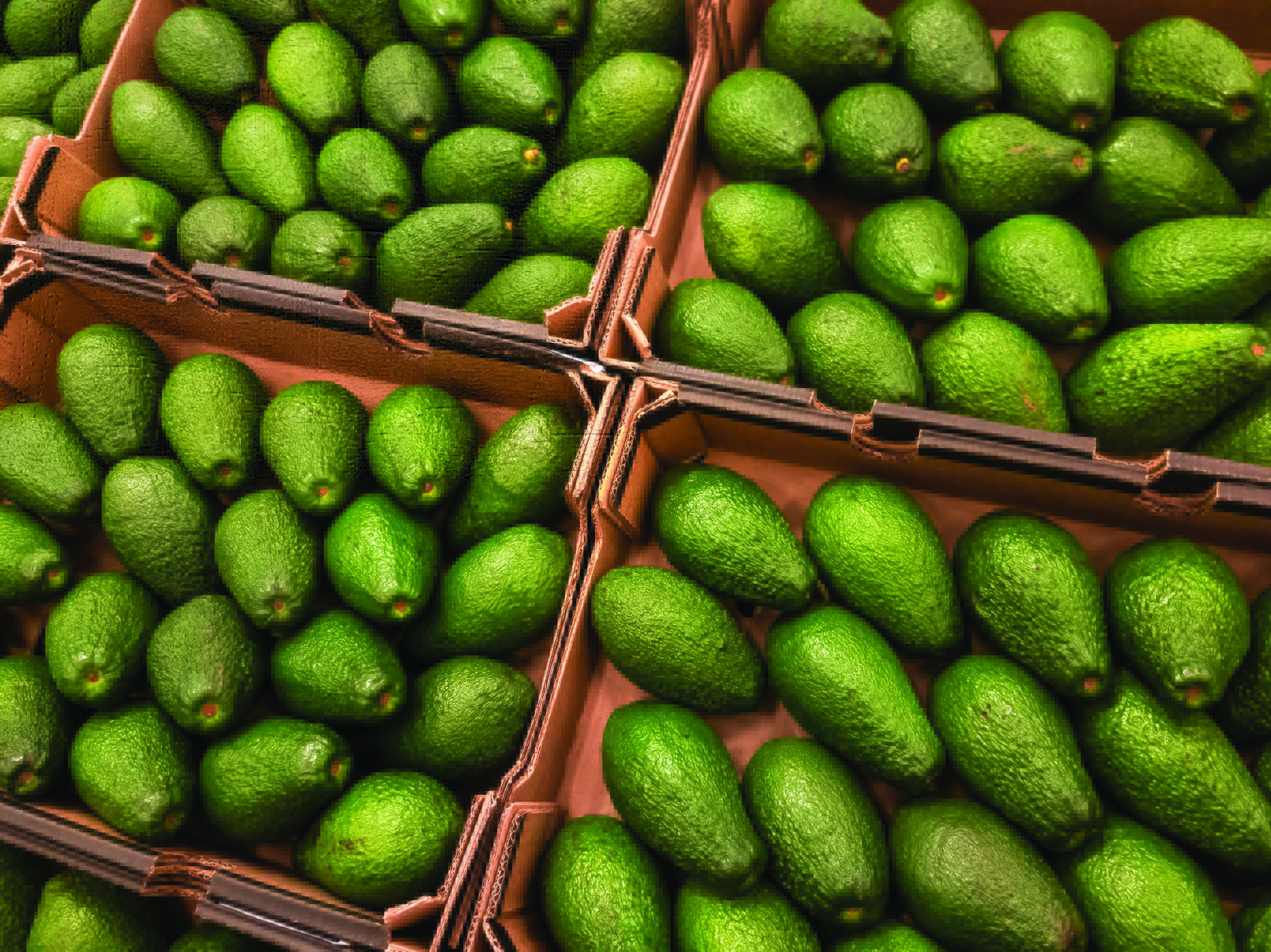 How avocado growers can lift capacity and quality