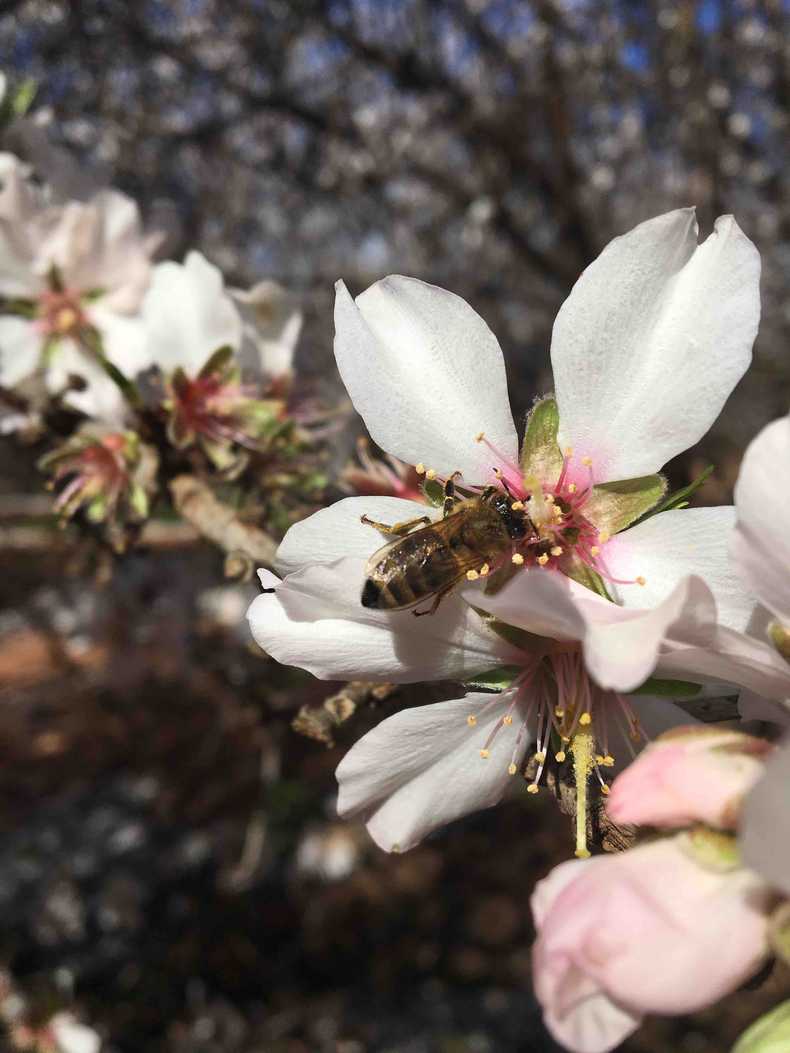 Other types of pollen collected during almond flowering