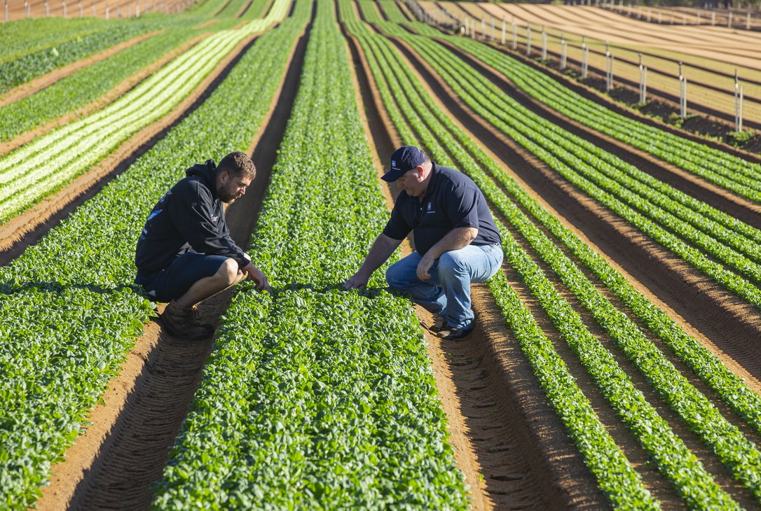 Yara restructures frontline sales agronomy team