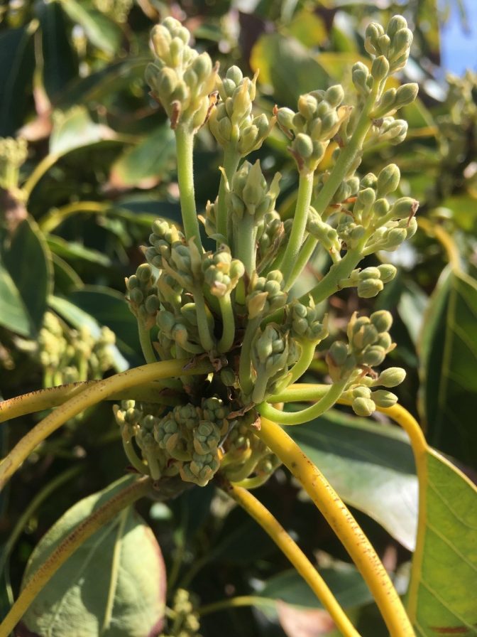 Survey reveals avocado growers encouraging pollinators
