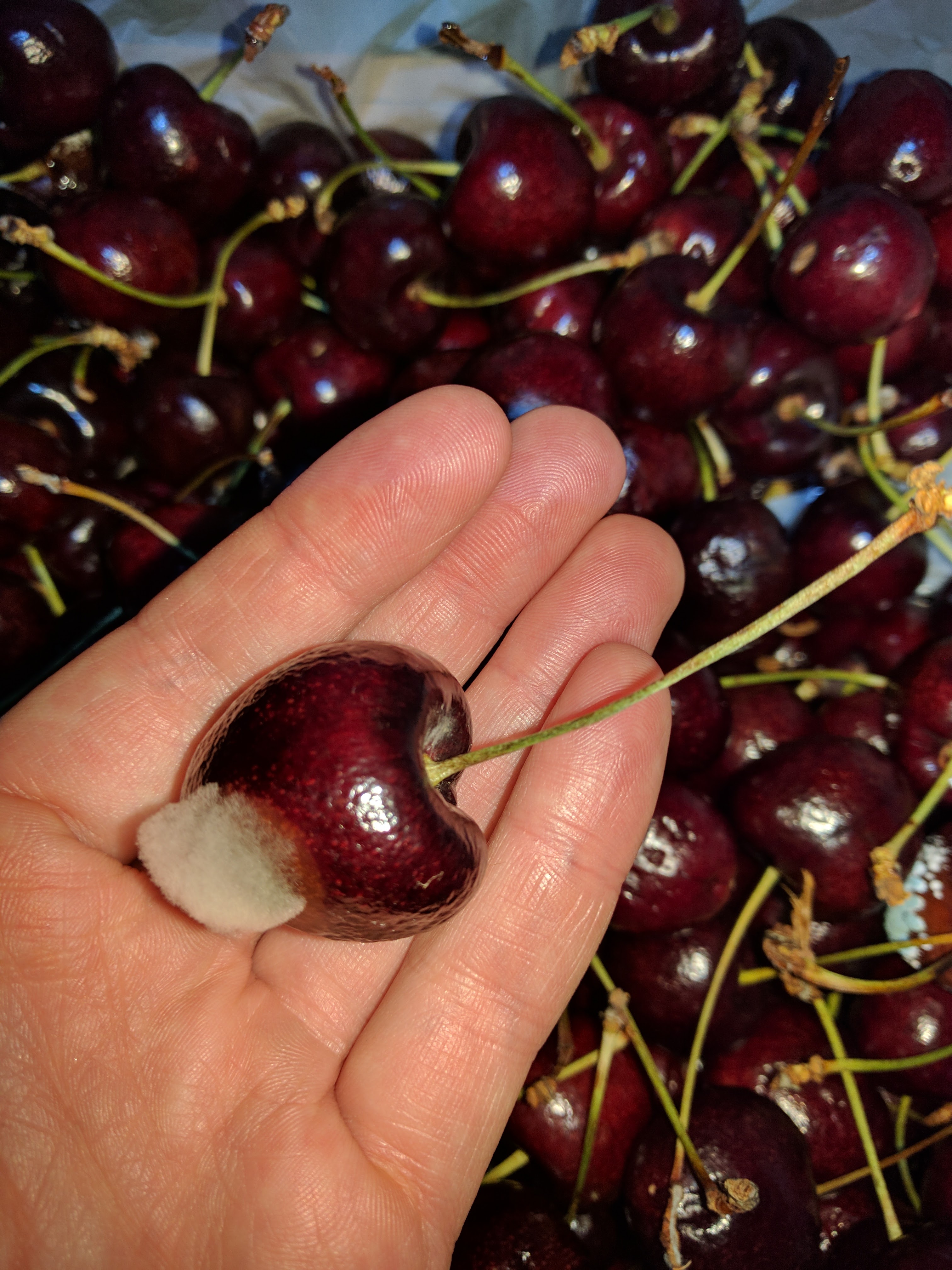 New control option for cherry rot disease