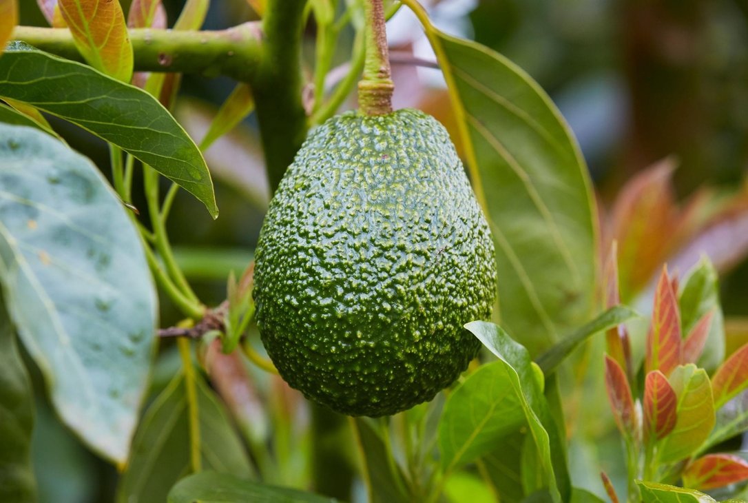 ‘Avo-cargo’ set for Asian markets in win for first-time exporters