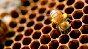 Websters spends $8m on bees for almond production